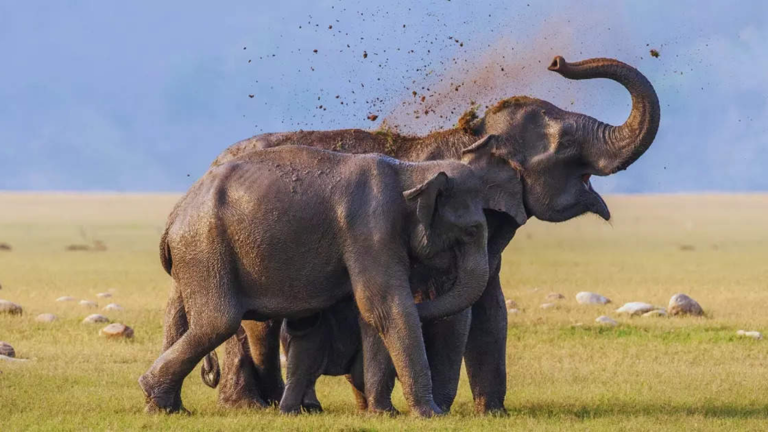 Why Zimbabwe is culling elephants