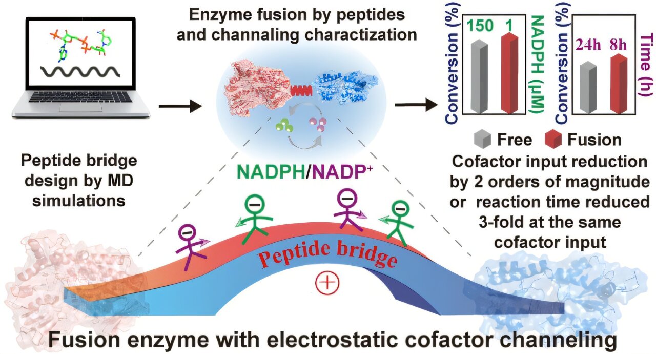 Peptide bridge enables cofactor channeling in fusion enzyme and cuts ...