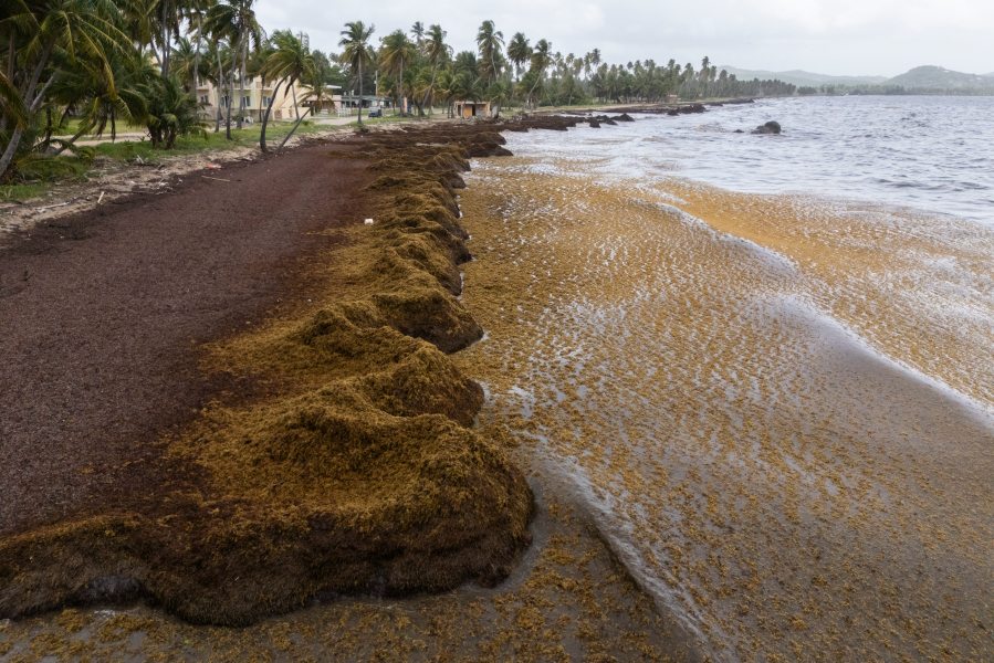 Record amount of stinky seaweed piles up on Caribbean beaches