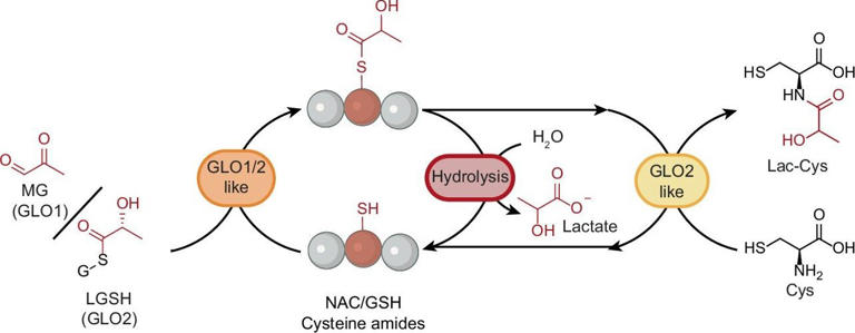 Chemical reaction linking sugar metabolism and cellular protection ...
