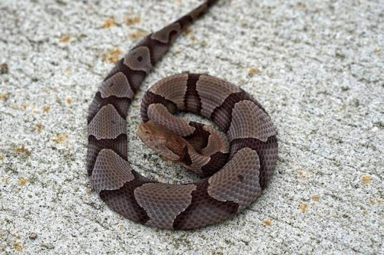 How do you treat a copperhead snake bite? UNC & Duke doctors explain ...