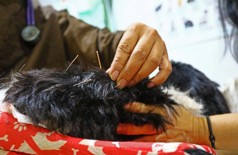 Lawmakers defend Animal Welfare bill