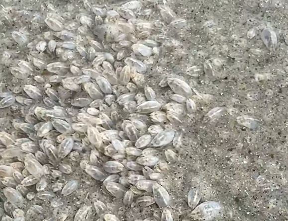 See it: Florida beach overloaded with thousands of sand fleas