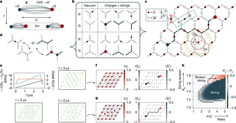 'String breaking' observed in 2D quantum simulator