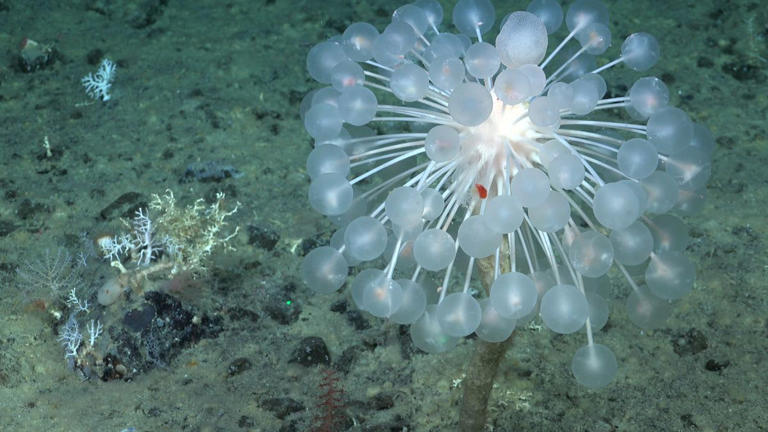 Ping-Pong Sponges, Dragonfish, And Snailfish Eggs Delight Scientists ...