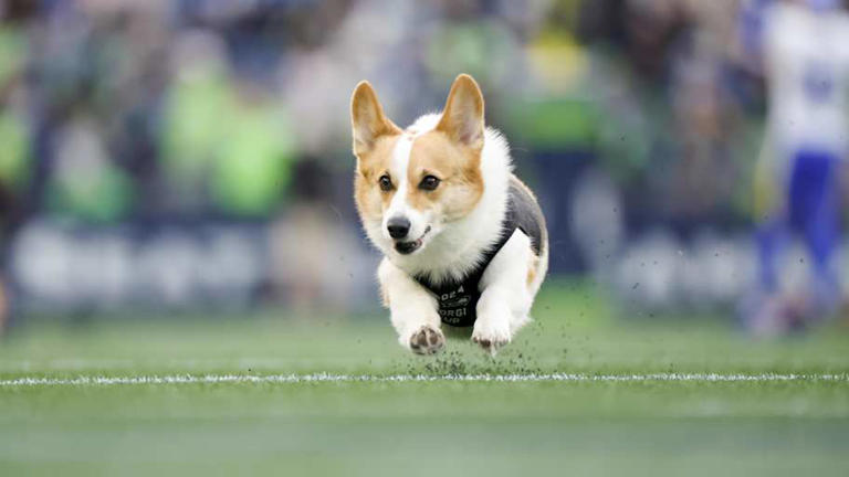 6 Small dogs breeds with odd origins