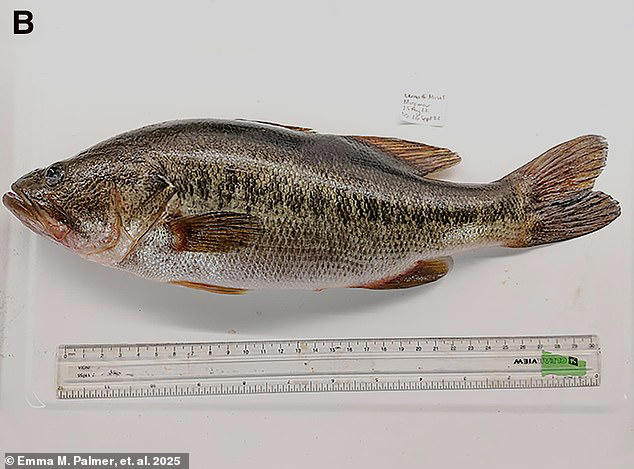 Urgent warning over parasite-riddled fish eaten by millions that cause ...