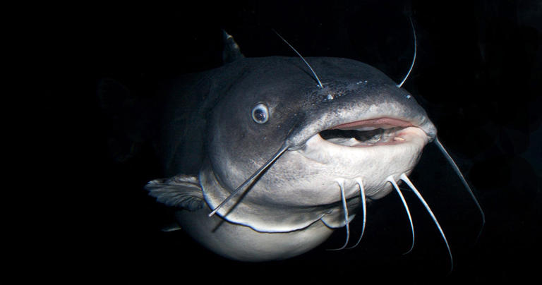 Why Do Catfish Have Whiskers?