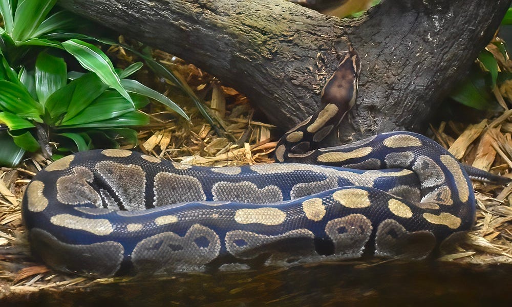 Hawaii authorities act quickly after alarming python discovery