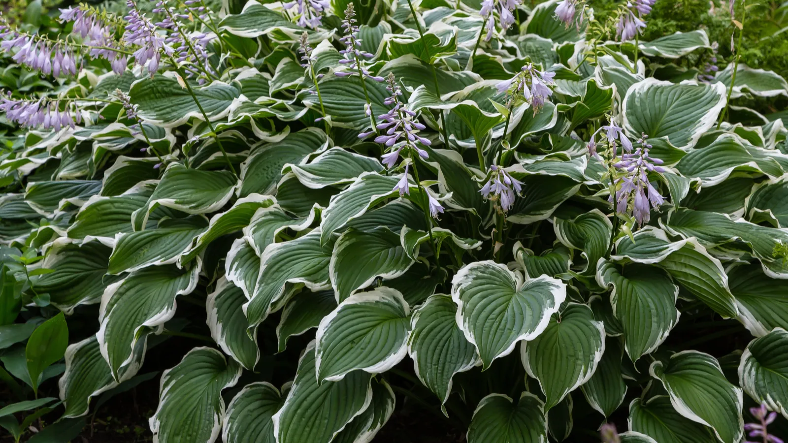 A Pro Gardener’s Guide to Pruning Hostas Right