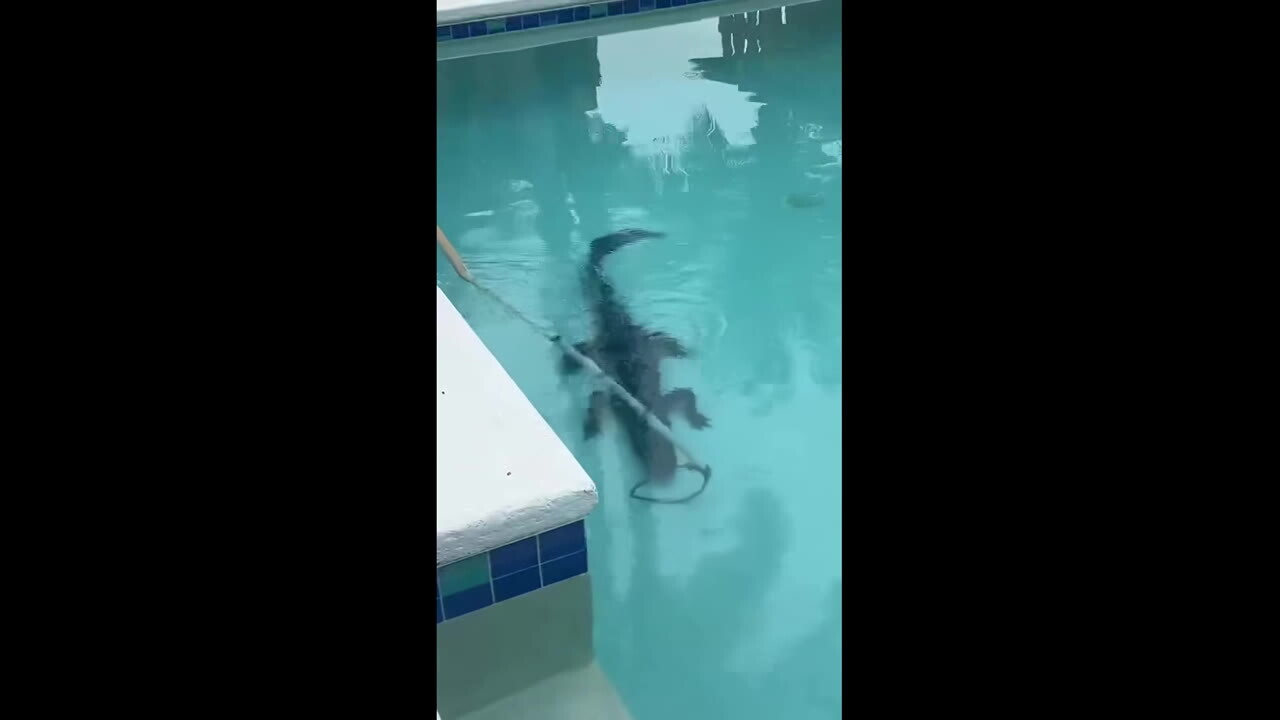 Gator removed from Florida swimming pool