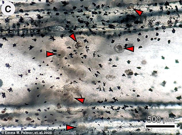 Urgent warning over parasite-riddled fish eaten by millions that cause ...