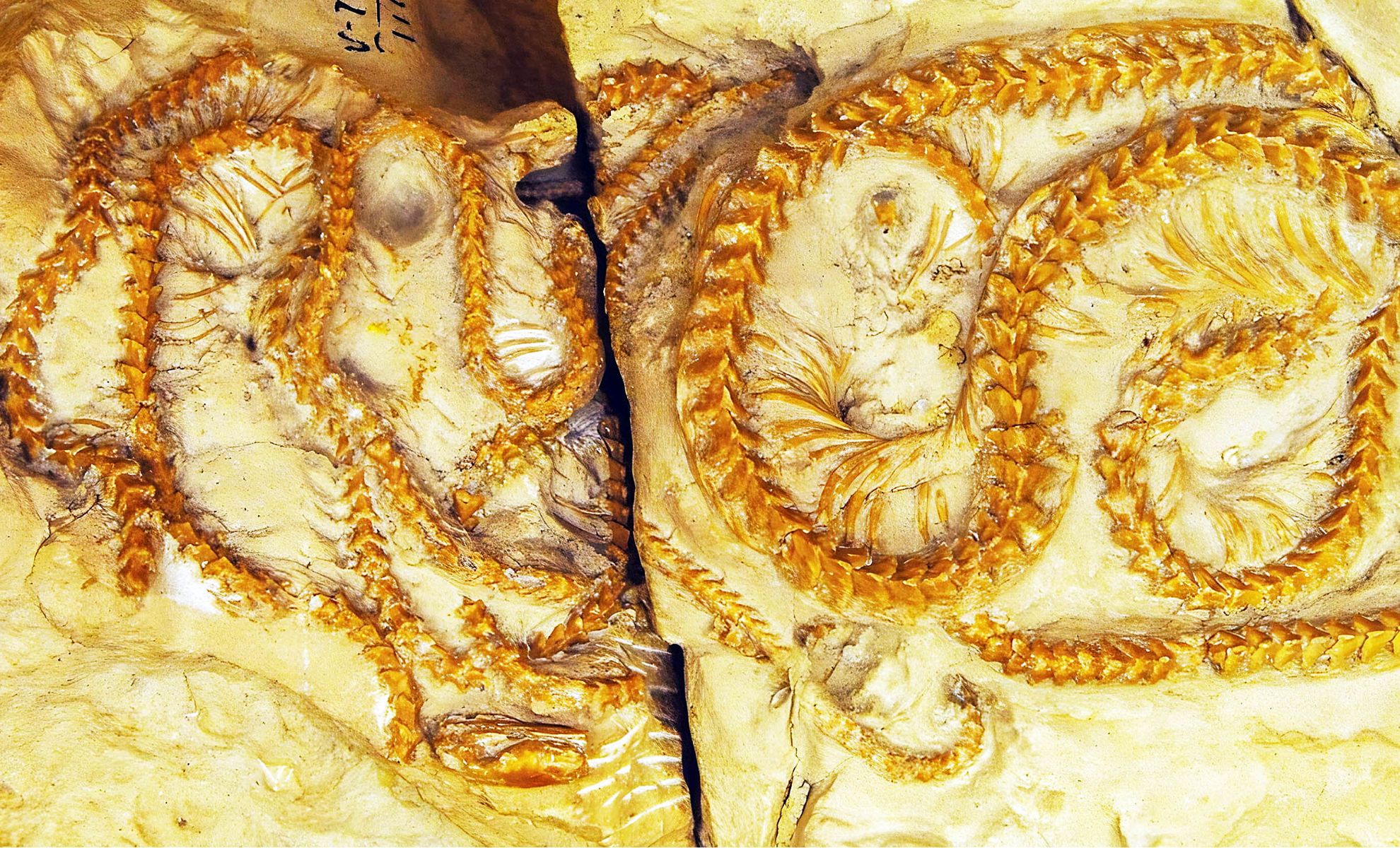 34-Million-Year-Old Snake Discovery Unveils Surprising Secrets About ...