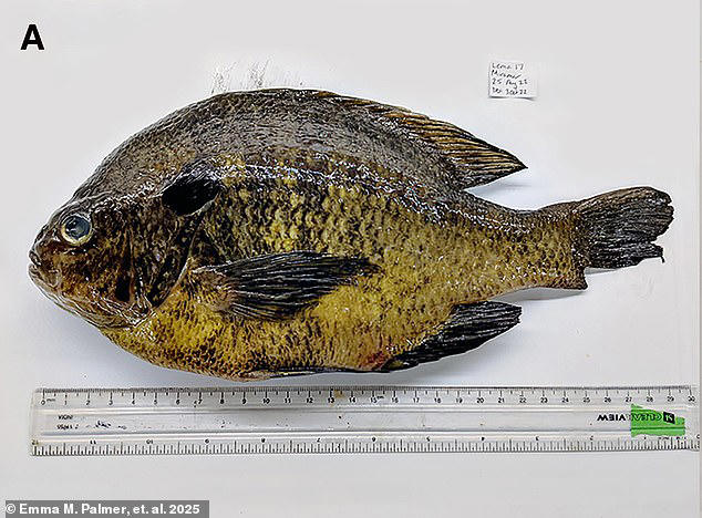 Urgent warning over parasite-riddled fish eaten by millions that cause ...