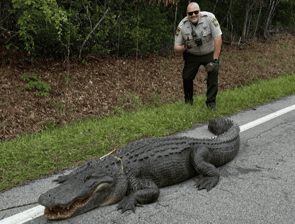 Not Florida? North Carolina Deputies Wrestle 400-Pound “Pepe The Gator ...