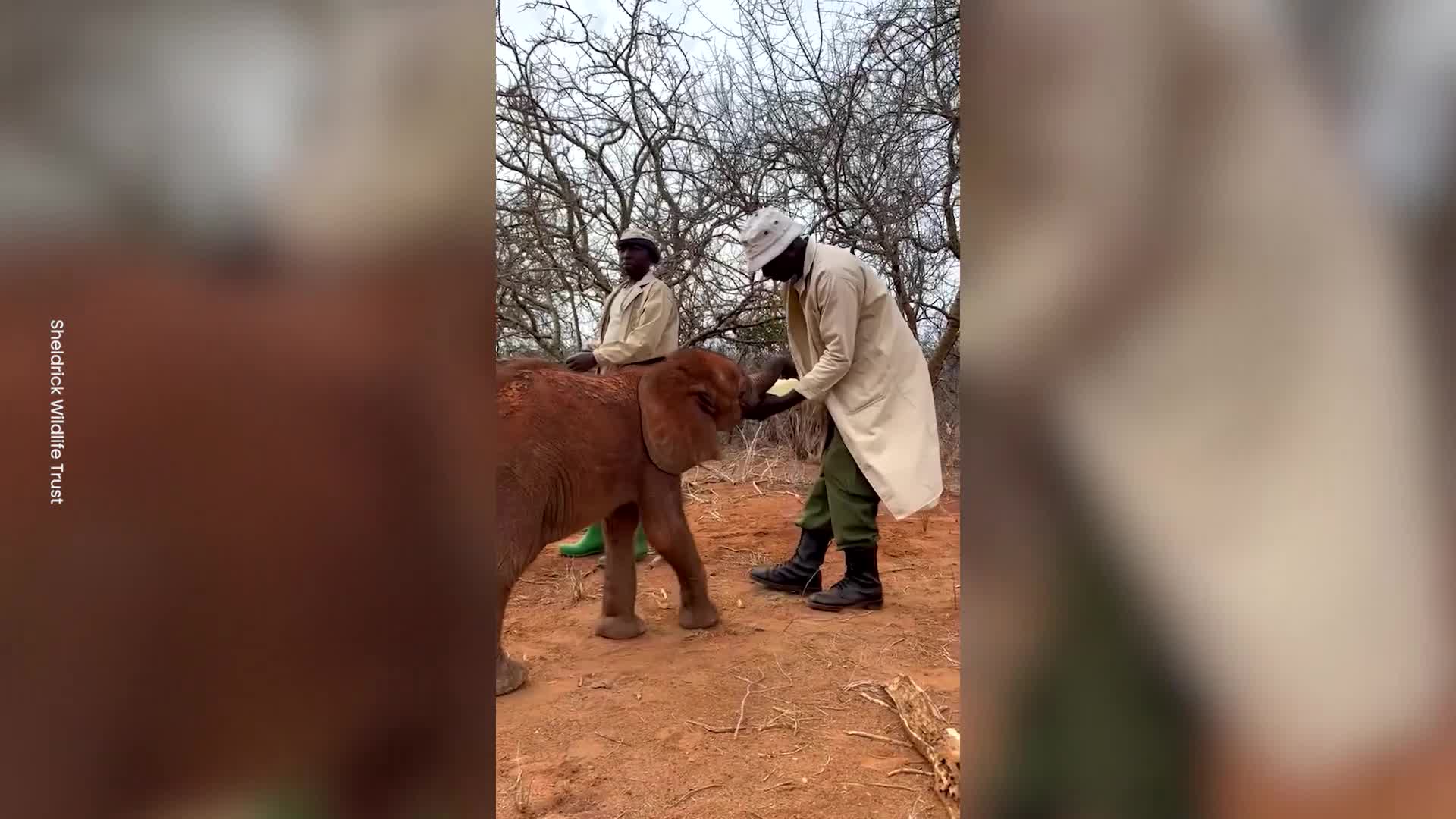 Cutest Baby Animal Explorers on Their First Adventures