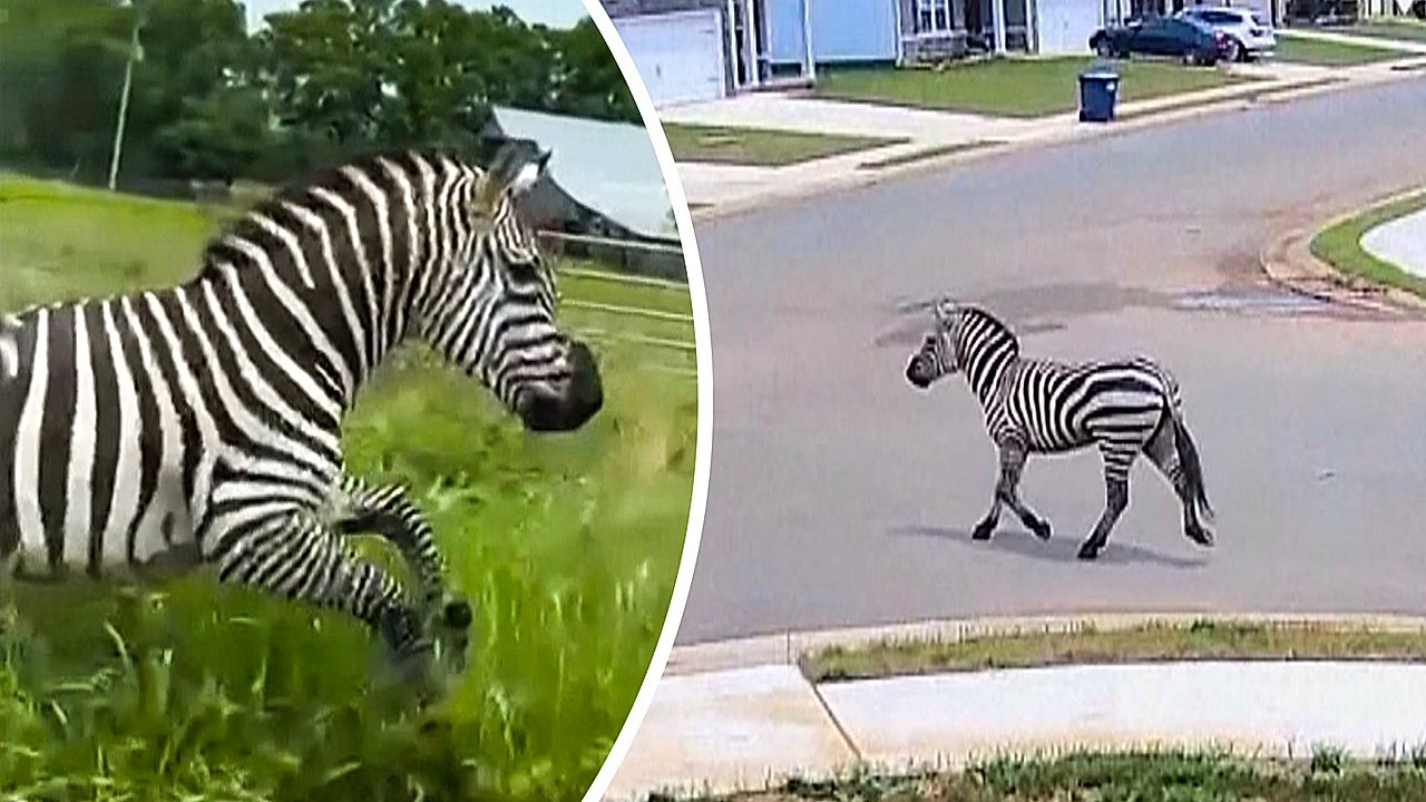 Escaped 'pet' zebra still on the loose after causing traffic chaos in ...