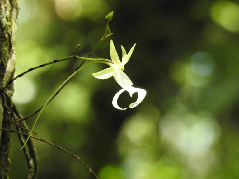 Poachers hunting rare ‘ghost’ flowers, prompting extinction warning