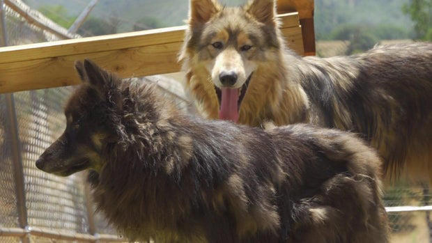 Wolf-dog hybrid sanctuary founded by daughter of Sacramento Kings owner ...