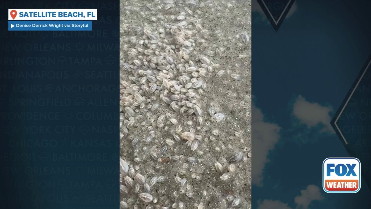 Watch: Thousands of sand fleas invade Florida beach