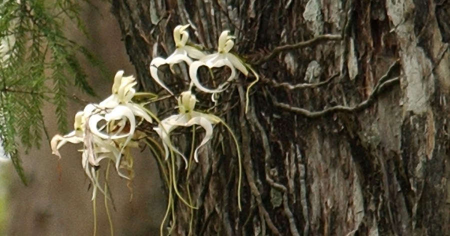 SEE IT: Rare ‘ghost’ flowers at risk of extinction