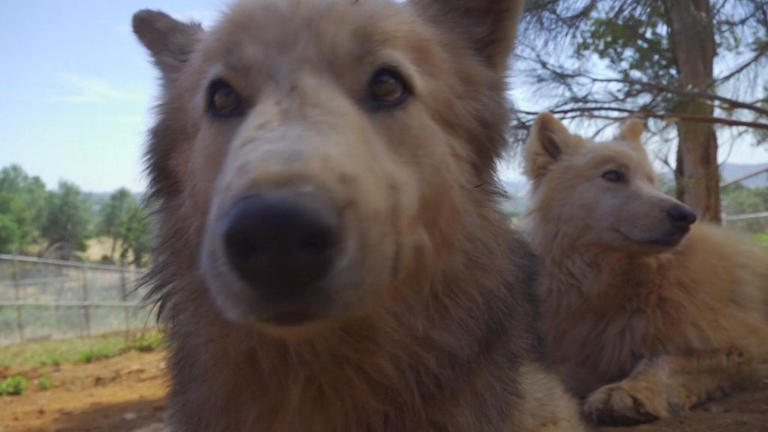 Wolf-dog hybrid sanctuary founded by daughter of Sacramento Kings owner ...
