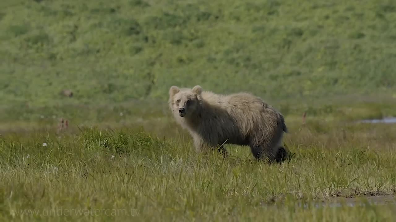 Into The Wild - The Wild Bear Dance of a Brown Bear at Volcano Bay, Alaska