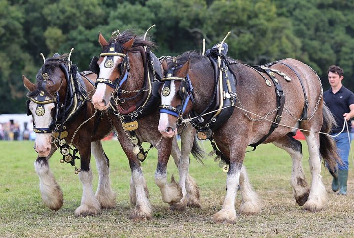 The Horse Breeds Everyone's Talking About In Shows And Sports