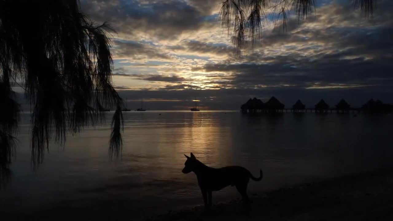 Dog Lovers - Best Friends Share The Best Moments In Life