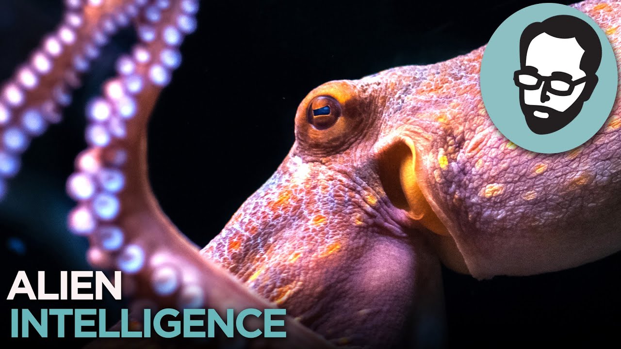 Cephalopods; Aliens From Earth ¦ Random Thursday