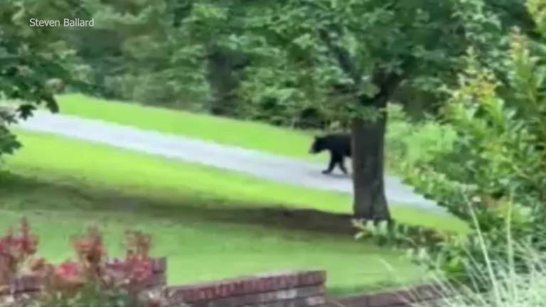 Video shows black bear walking through Gadsden neighborhood