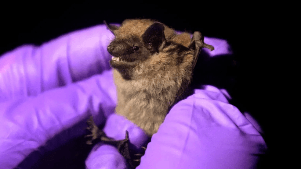 First rabies case of 2025 confirmed in Morgan County