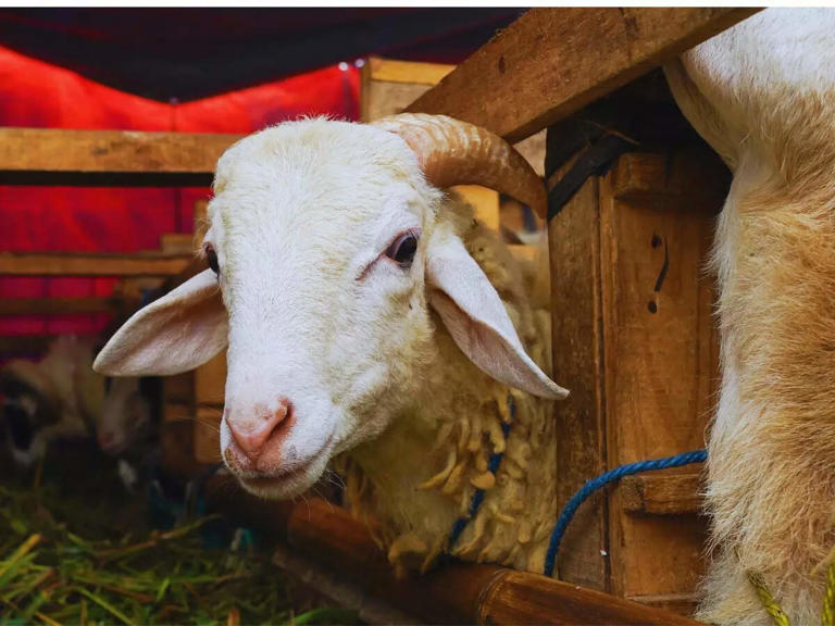 Happy Eid-ul-Adha 2025: Best Eid Mubarak Messages, Quotes, Wishes ...