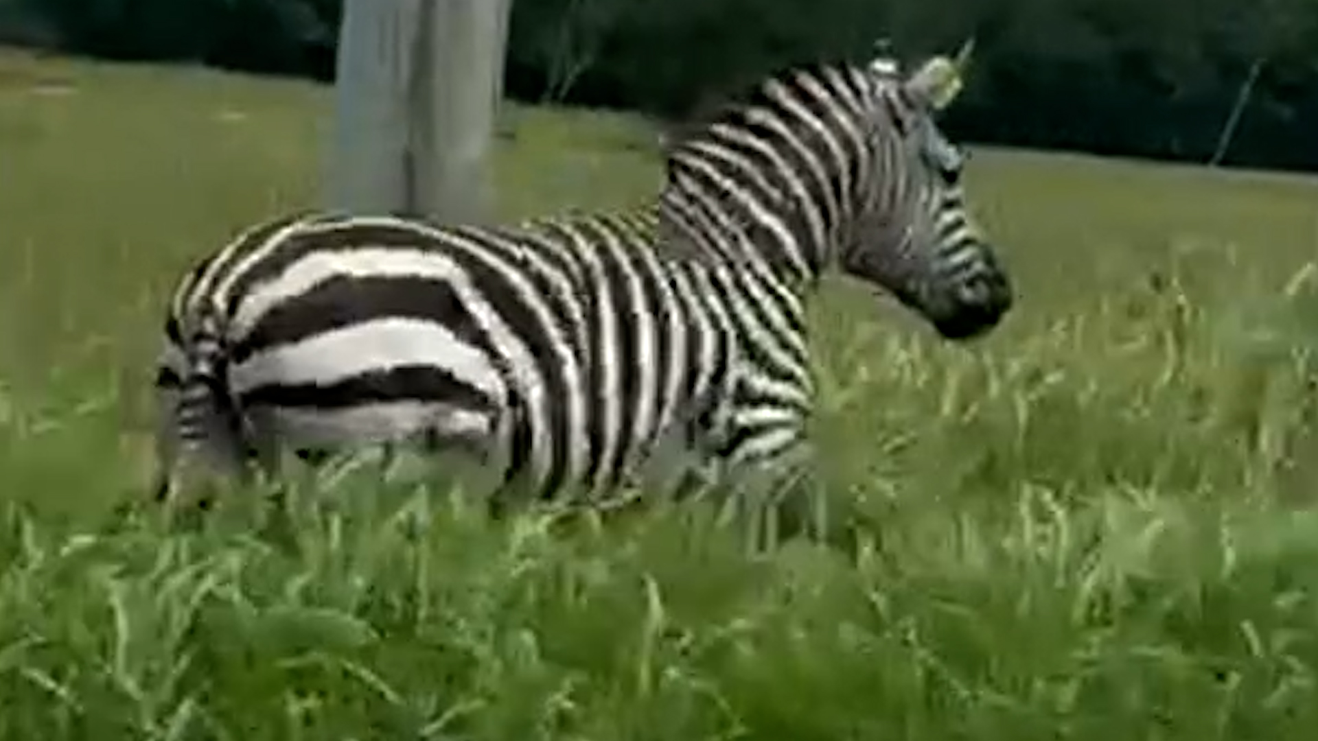 Loose pet zebra spotted running along Tennessee road