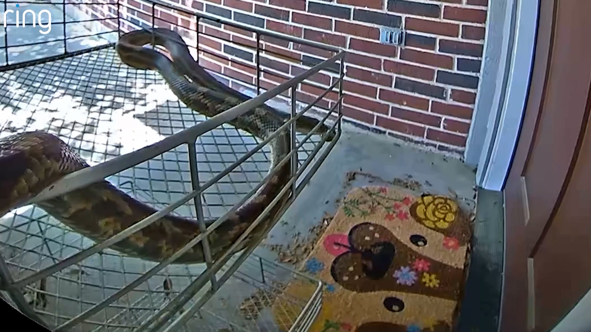 Snake ignores 'no soliciting' sign, slithers down surveillance camera