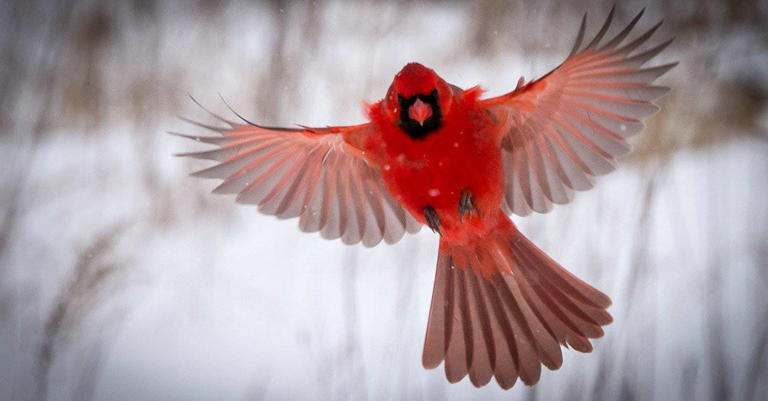 Snowy season visitors: Pennsylvania’s winter feeder birds