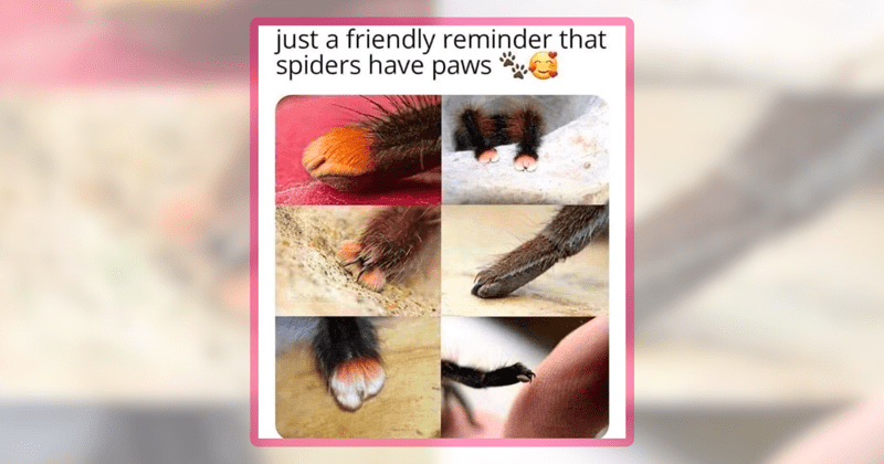 World Wild Web: 25 Wildlife Memes Hilariously Proving the Wilderness is ...