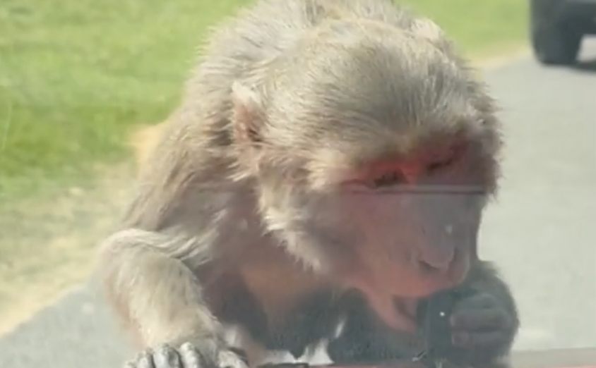 Cheeky Monkeys Tear Apart a Family’s Car at Safari Park