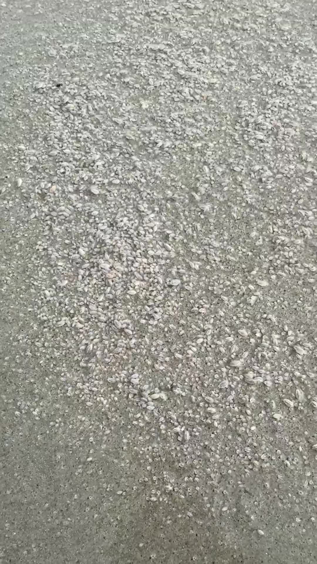 Sand fleas swarm on Florida beach