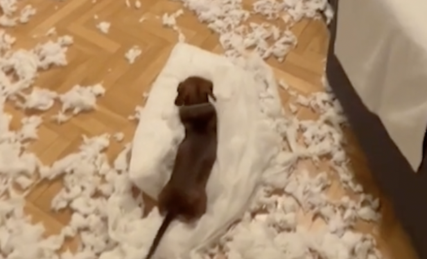 Puppy Caught Red-Pawed Rolling in Cushion Aftermath