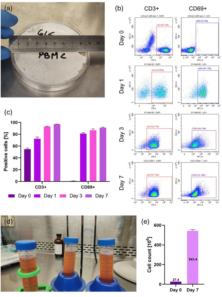 Engineered nanostructures boost CAR T-cell potency and longevity for ...
