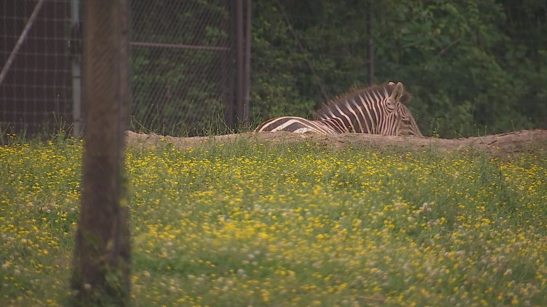 ‘One kick can shatter a lion’s skull’: Zoo experts warn of dangers ...