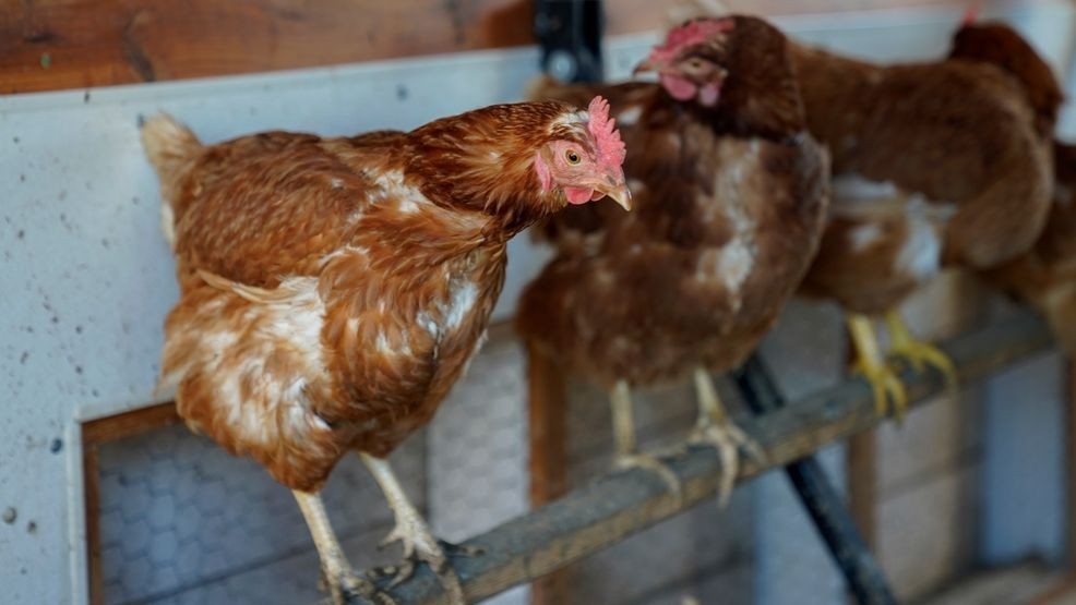 Backyard poultry popularity prompts health warning in Tehama County