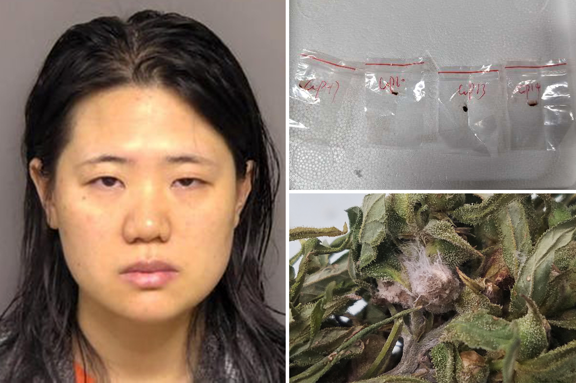 Chinese researchers’ alleged plot to smuggle crop-killing fungus into US is an ‘attack on US ...