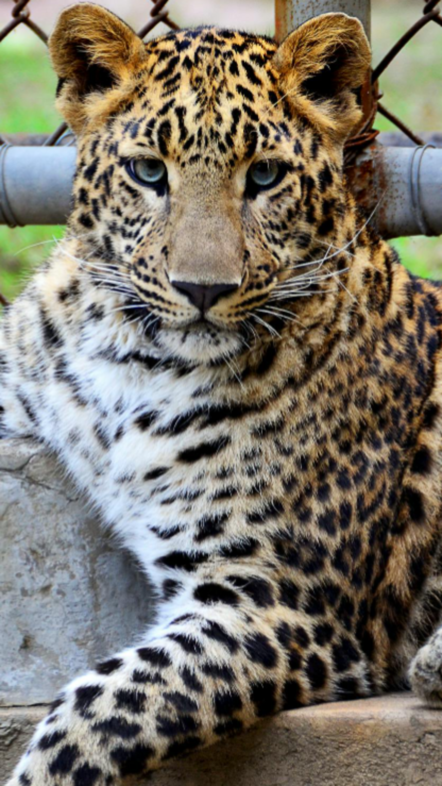 Leopard facts that will leave you amazed