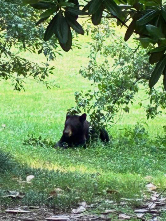 Black bear feasts on pears in Tennessee backyard