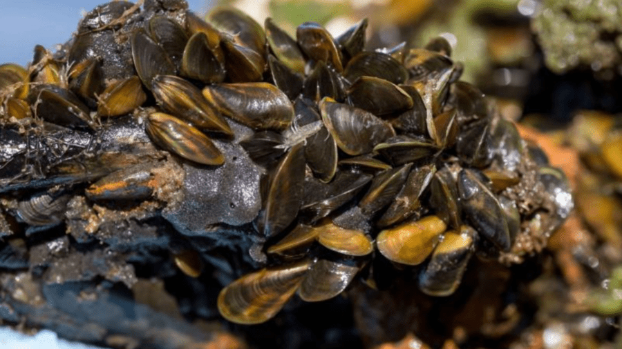 Rep. Josh Harder announces legislation to stop invasion of “stinky ...