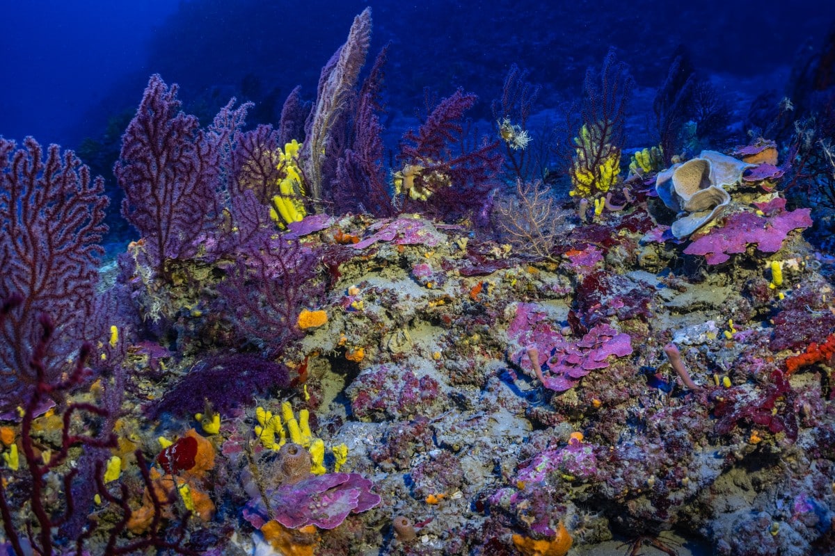 World’s coral reefs crossing survival limit – global experts