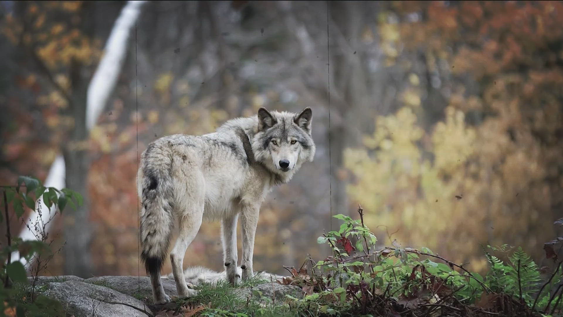 'Howl': How a podcast explores wolf reintroduction