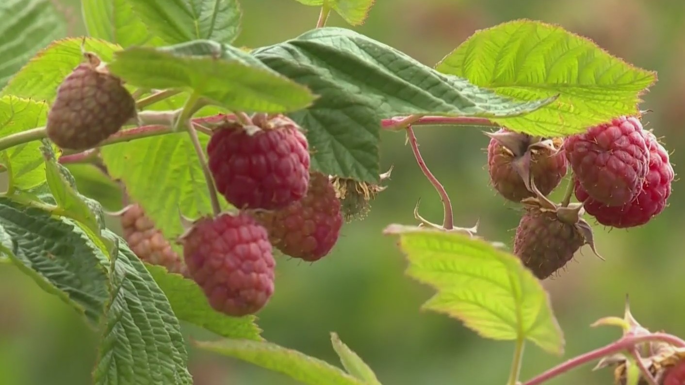 Raspberries arrive a few weeks early at U-Pick farm in Canby